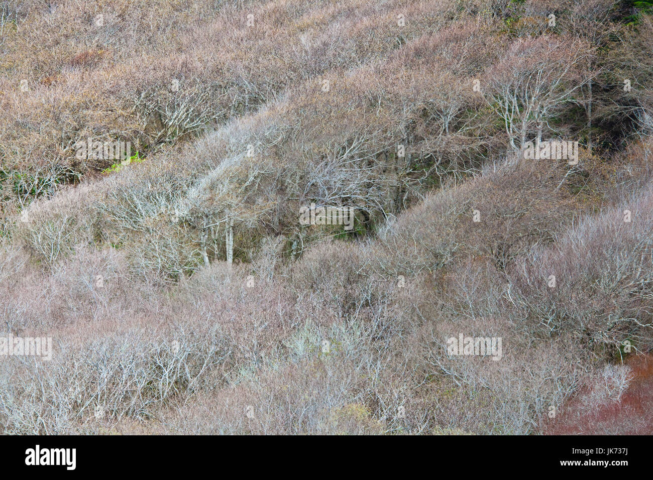USA, California, Northern California, North Coast, Elk, winter ...