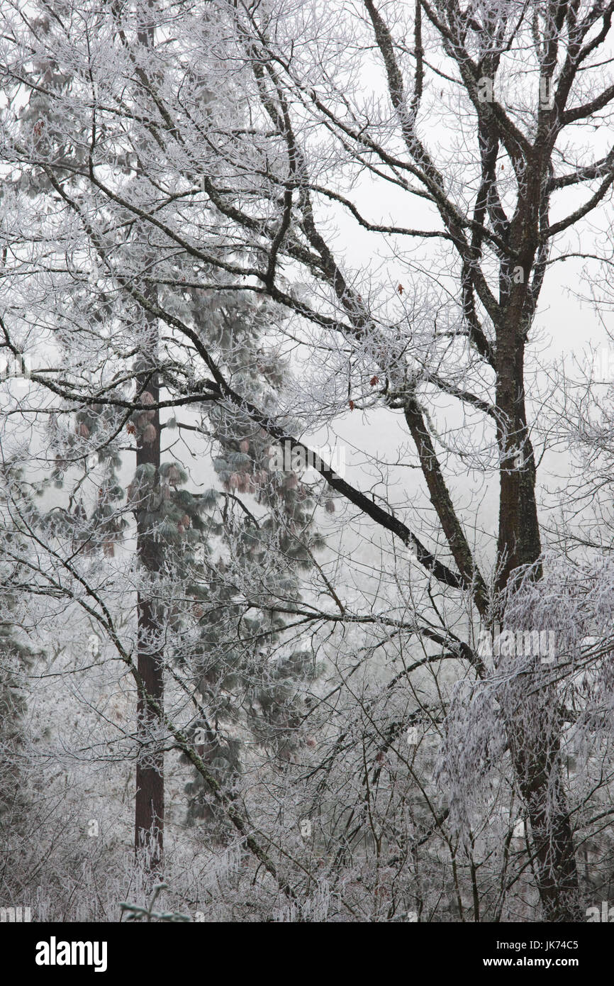 USA, Oregon, Ashland, frost-covered trees, winter Stock Photo - Alamy