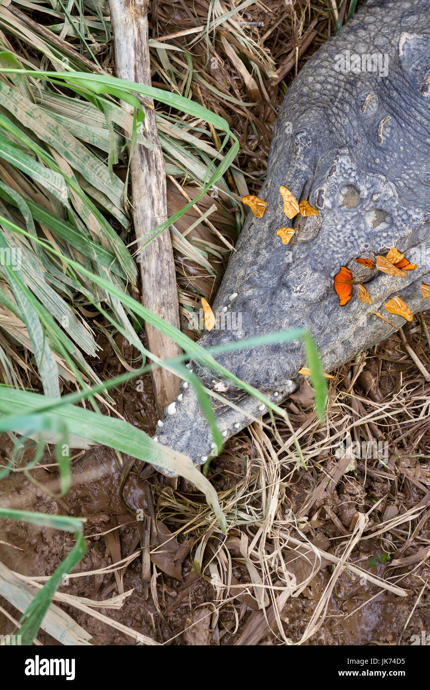 close up of a large adult female crocodile missing part of her snout ...