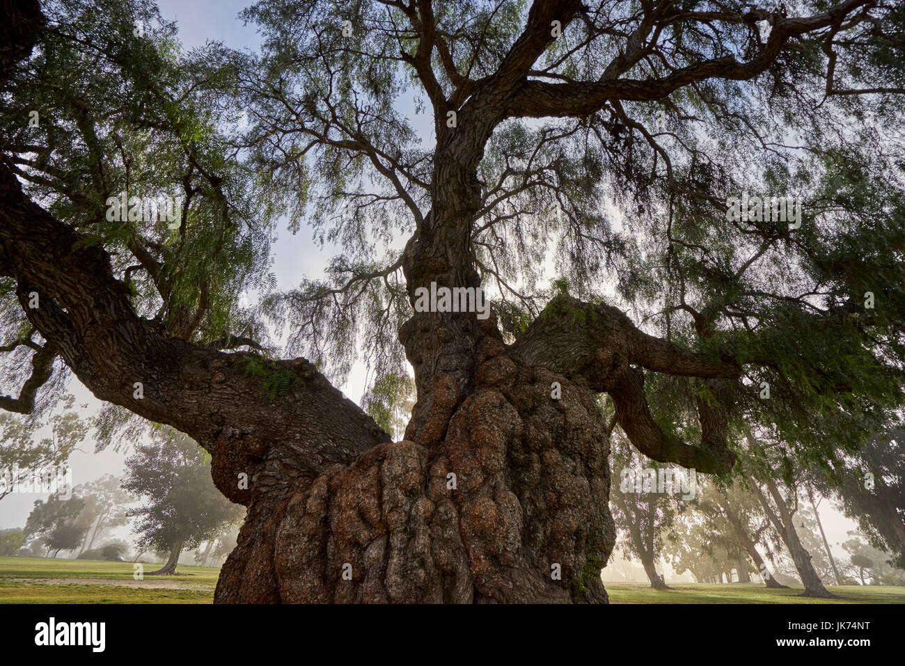 Tree bulbous trunk hi-res stock photography and images - Alamy