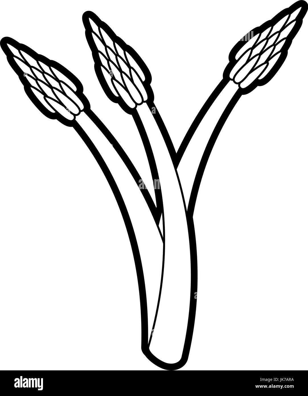 asparagus vector illustration Stock Vector Image & Art - Alamy