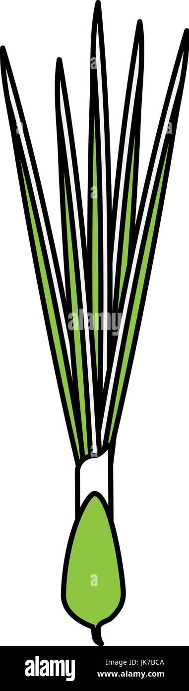 scallion vector illustration Stock Vector Image & Art - Alamy