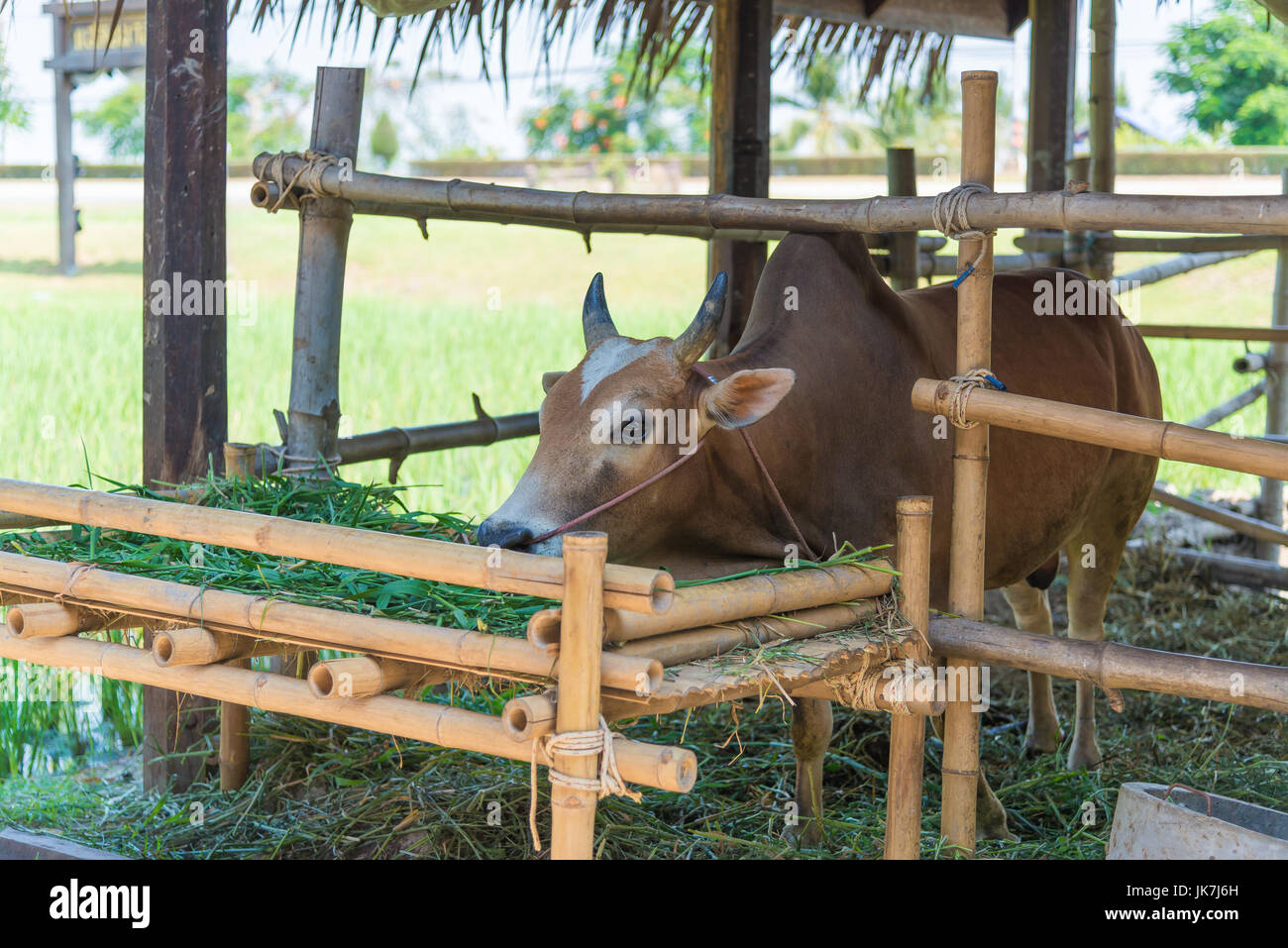 cow eating grass in farm. animal feeding Stock Photo - Alamy