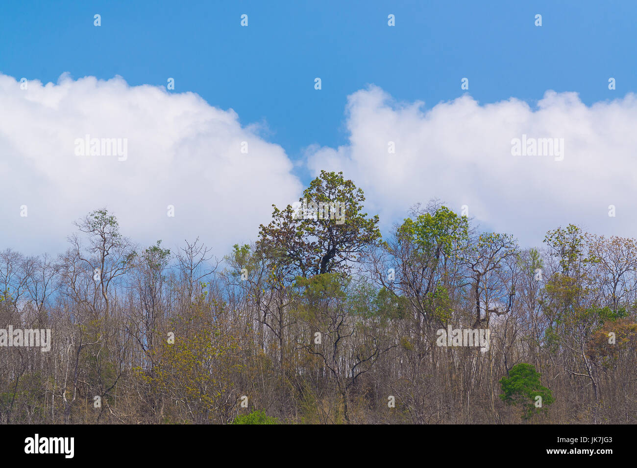 Landscape photo of the sky above the tops of a clump of trees in the ...