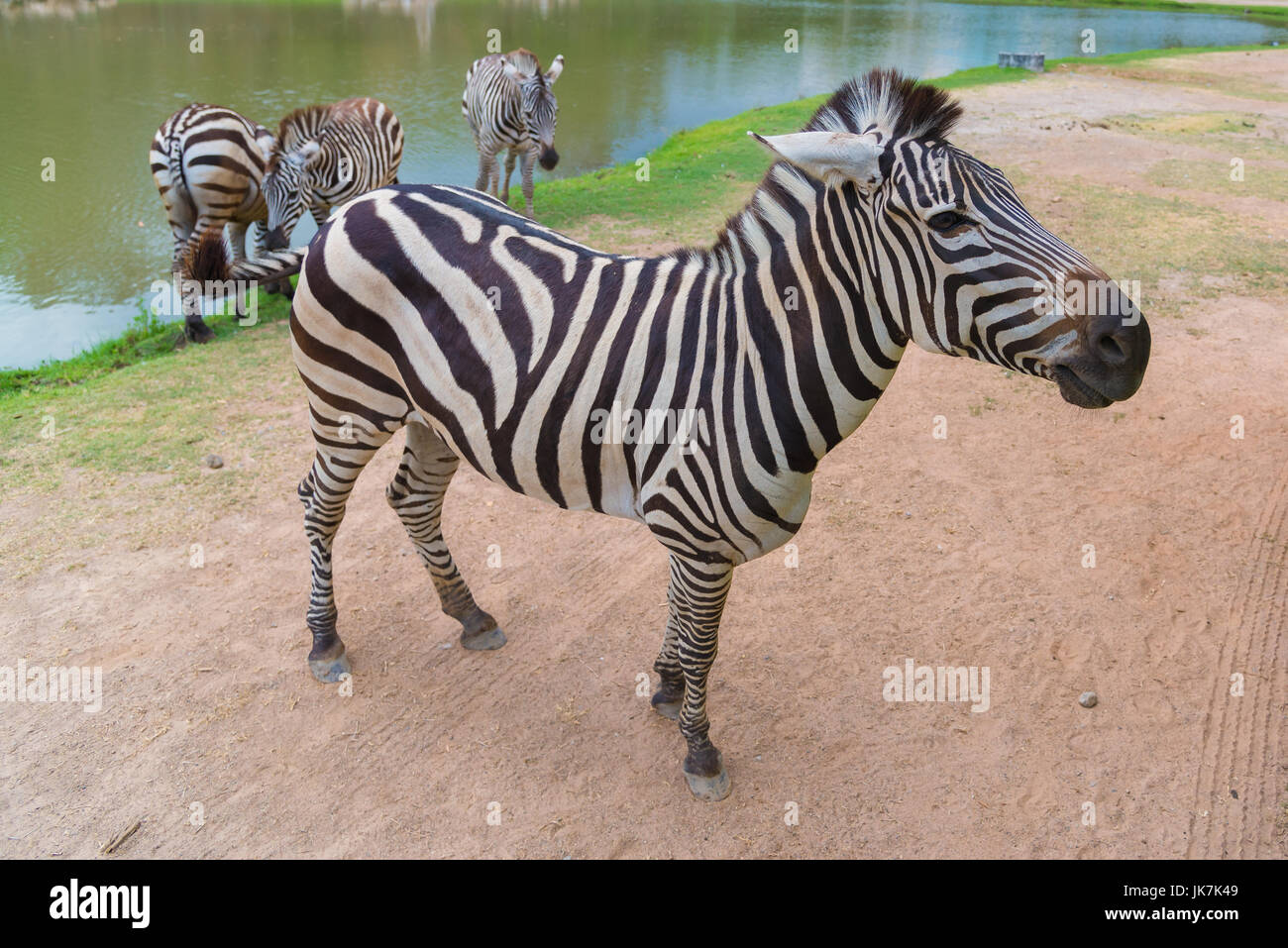 Zebra walking and standing on the ground in park Stock Photo - Alamy
