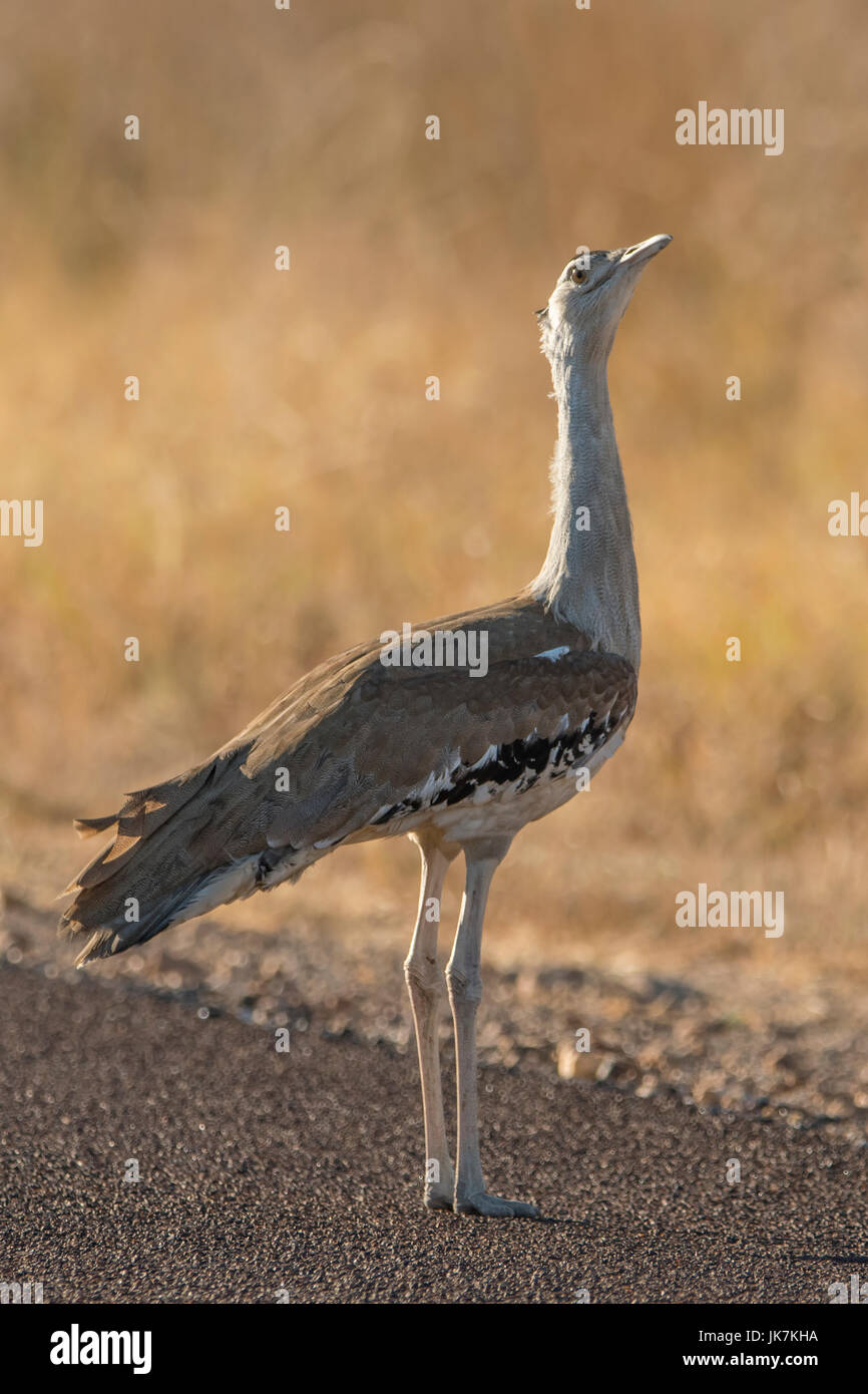 Australian bustard hi-res stock photography and images - Alamy