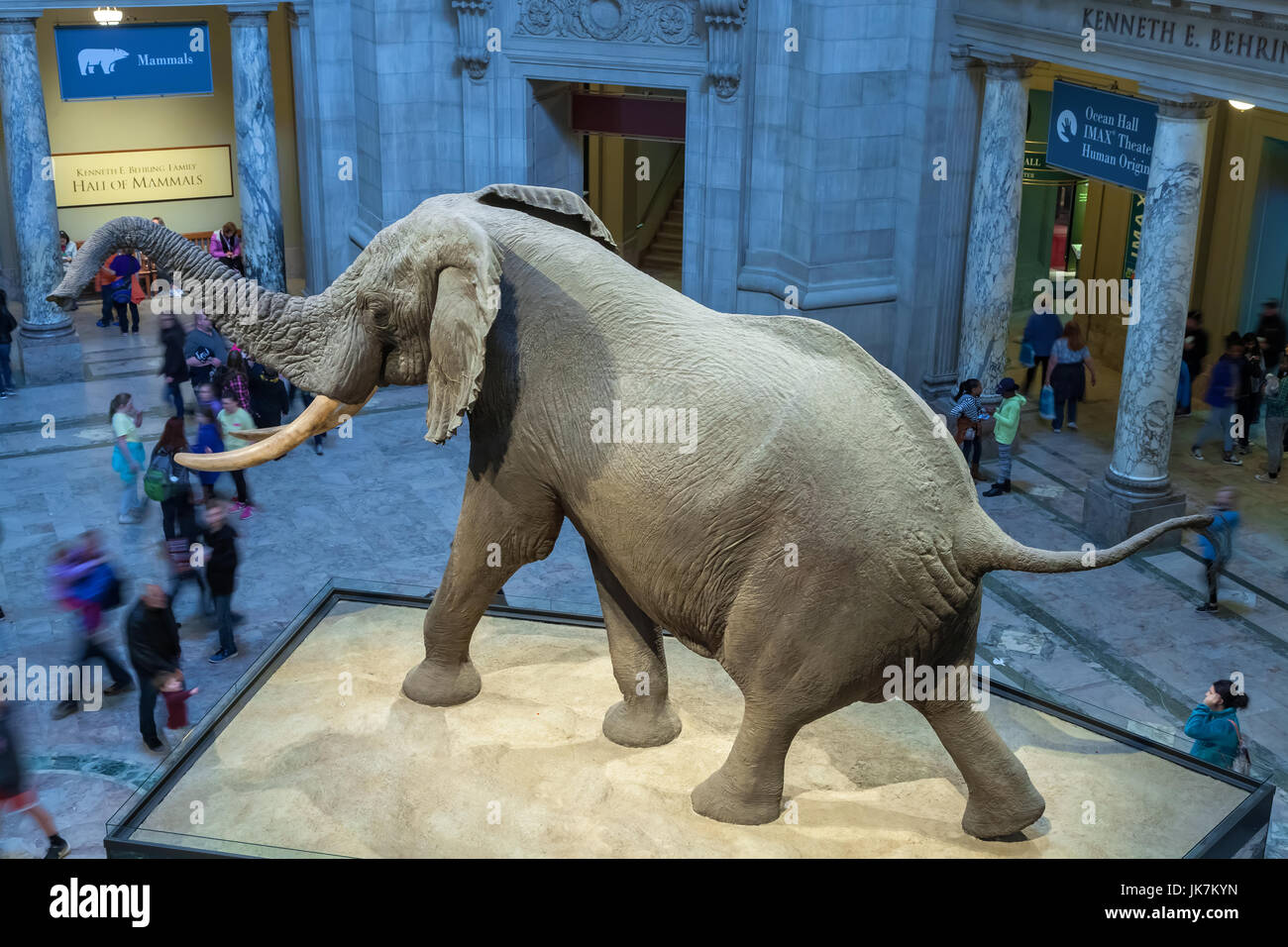 A display of an elephant specimen inside the National Museum of Natural ...