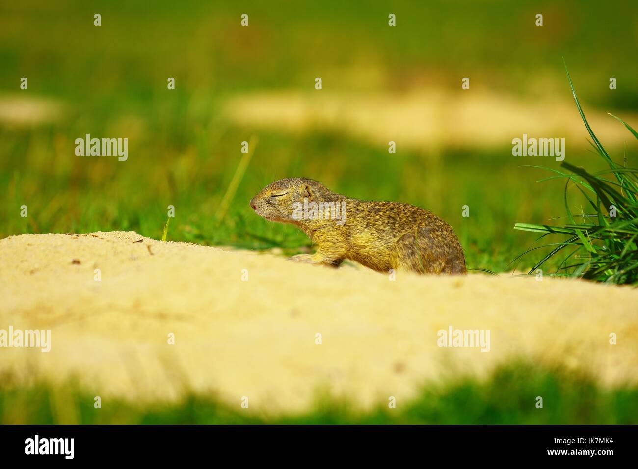 Ground squirrel lying with closed eyes like sleeping. Tired small ...