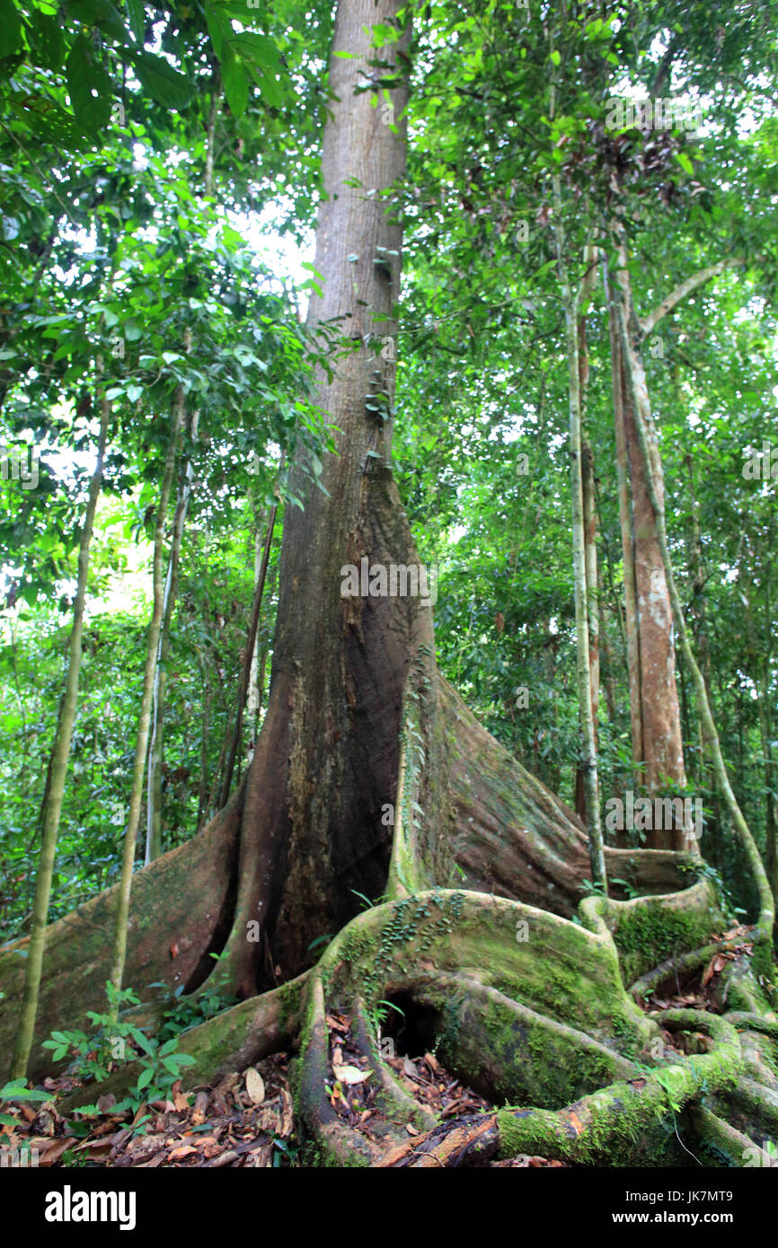 Tropical rainforest of Danum Valley, Sabah, Borneo, Malaysia Stock ...