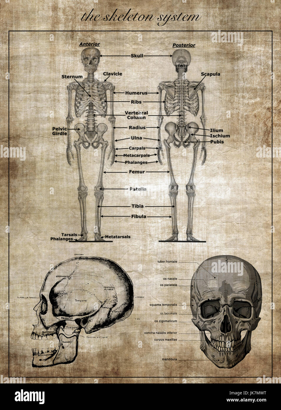 Ancient human skeleton hi-res stock photography and images - Alamy