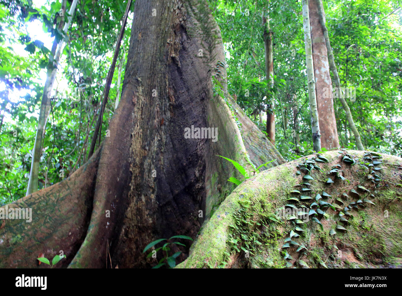 Tropical rainforest of Danum Valley, Sabah, Borneo, Malaysia Stock ...