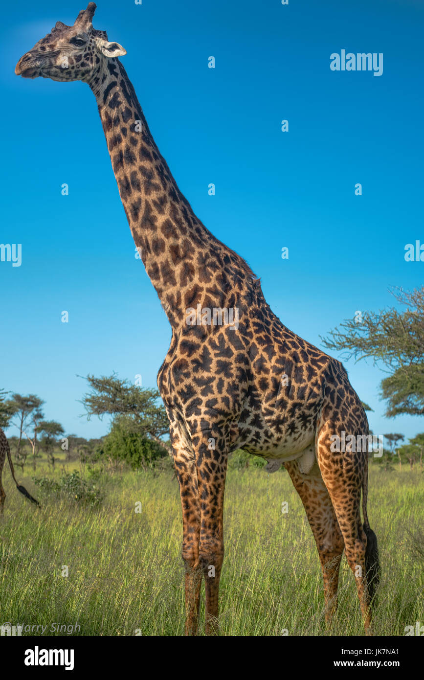 Africa, Tanzania, Serengeti nature reserve, a giraffe staring at the ...
