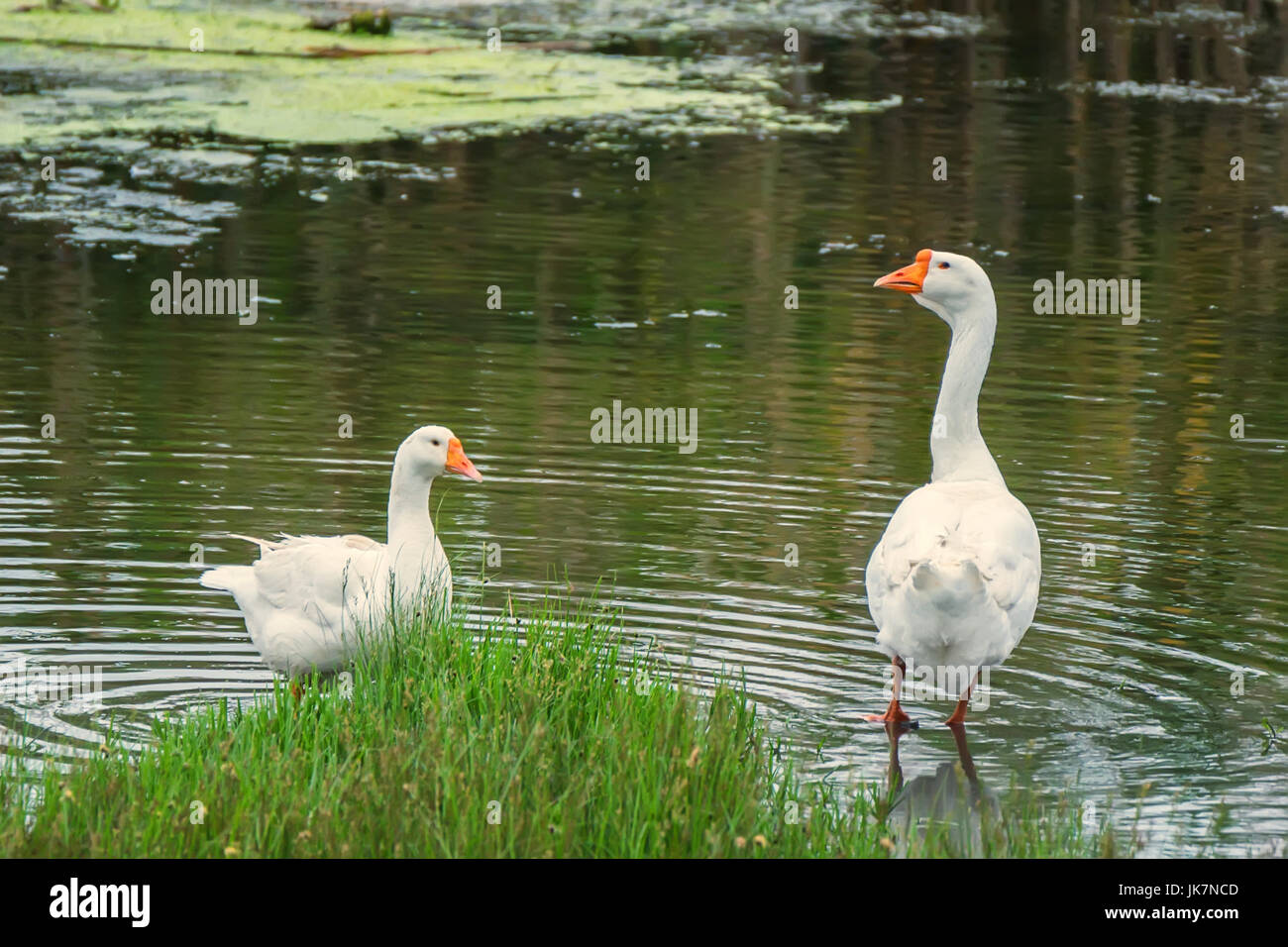 Pair of domestic geese on traditional farm Stock Photo - Alamy
