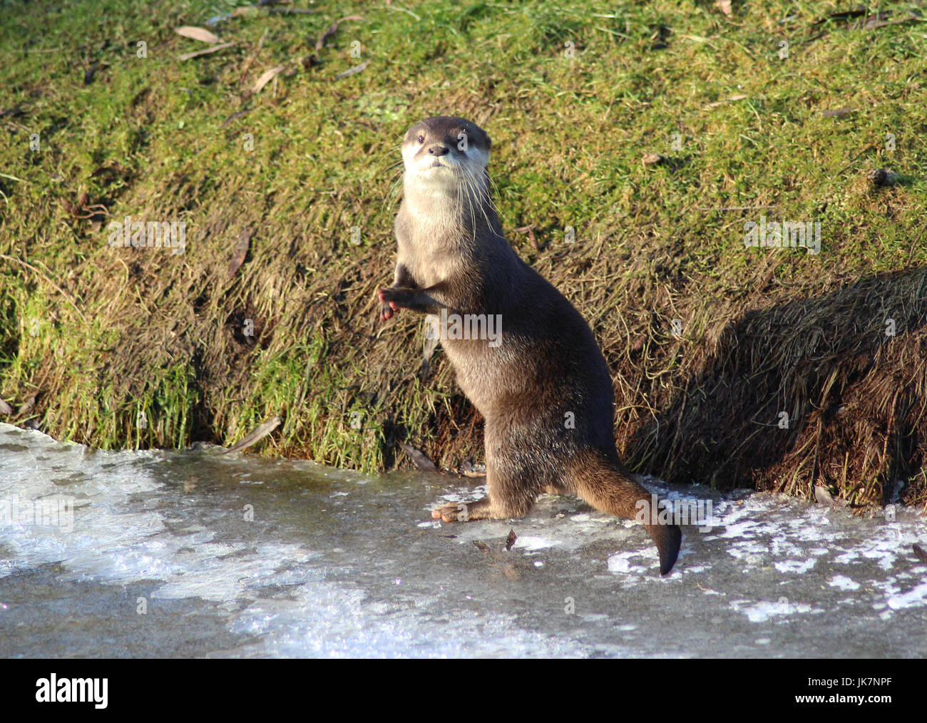 Asian Small clawed otter Stock Photo - Alamy