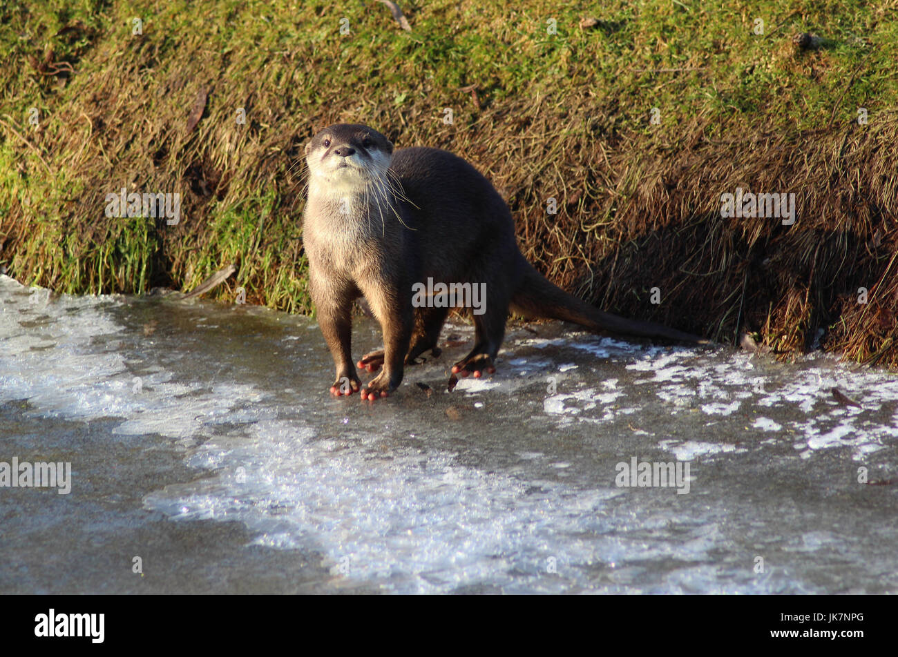 Asian Small clawed otter Stock Photo - Alamy