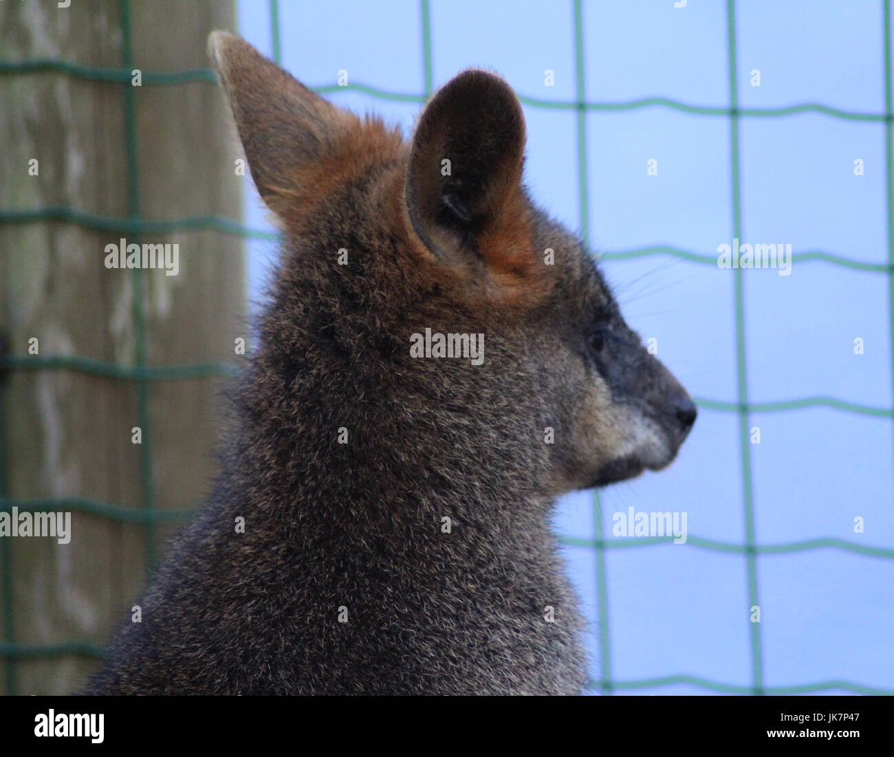 The swamp wallaby (Wallabia bicolor Stock Photo - Alamy