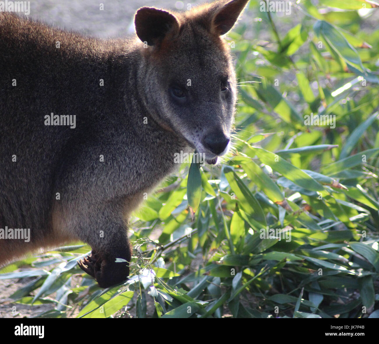Swamp Wallabies High Resolution Stock Photography and Images - Alamy
