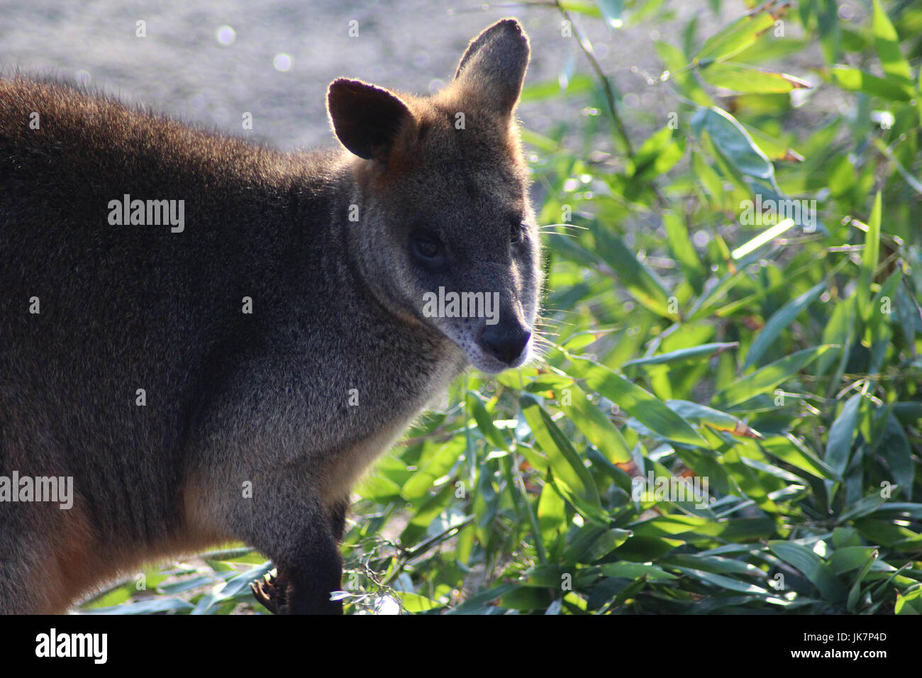 The swamp wallaby (Wallabia bicolor Stock Photo - Alamy
