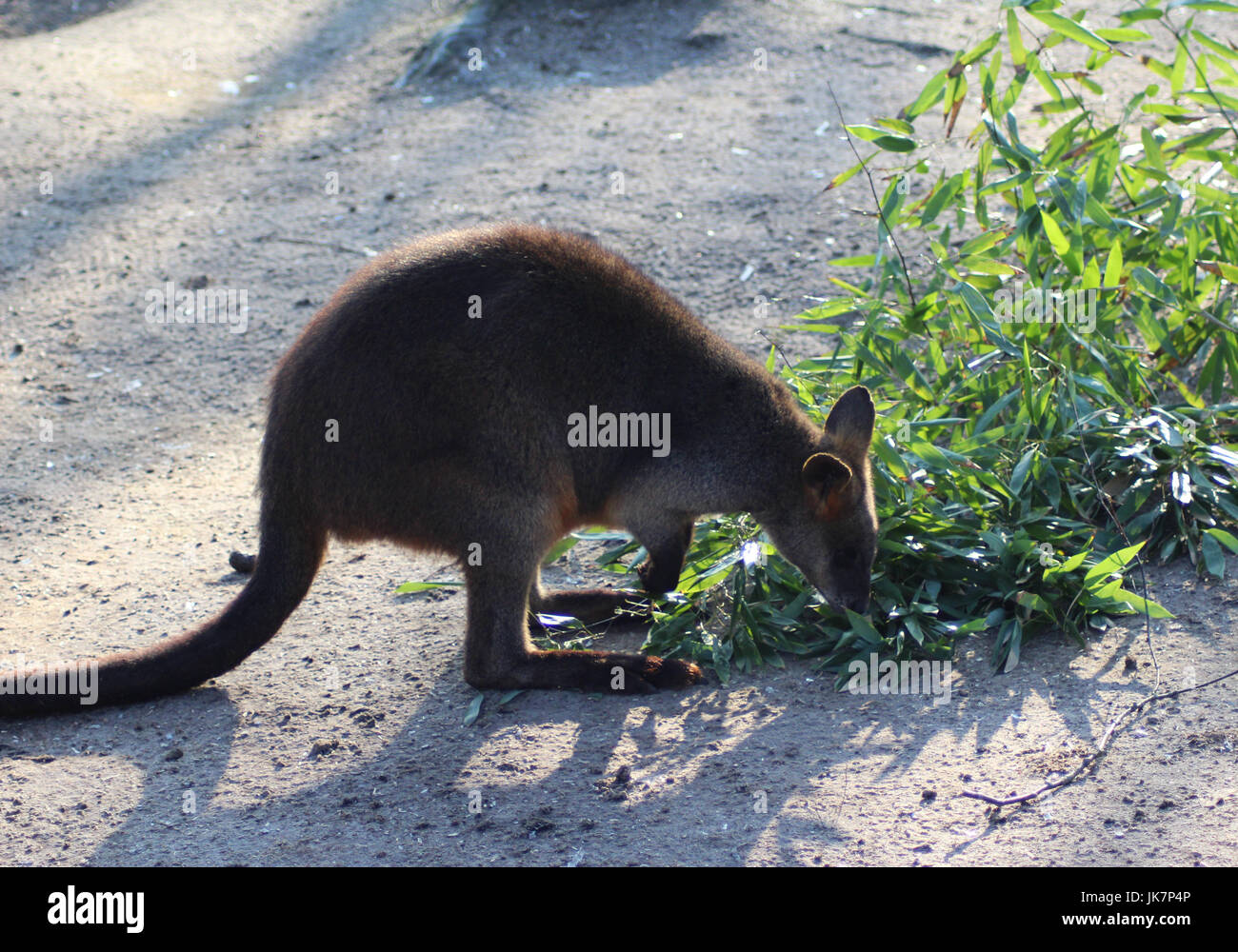 The swamp wallaby (Wallabia bicolor Stock Photo - Alamy