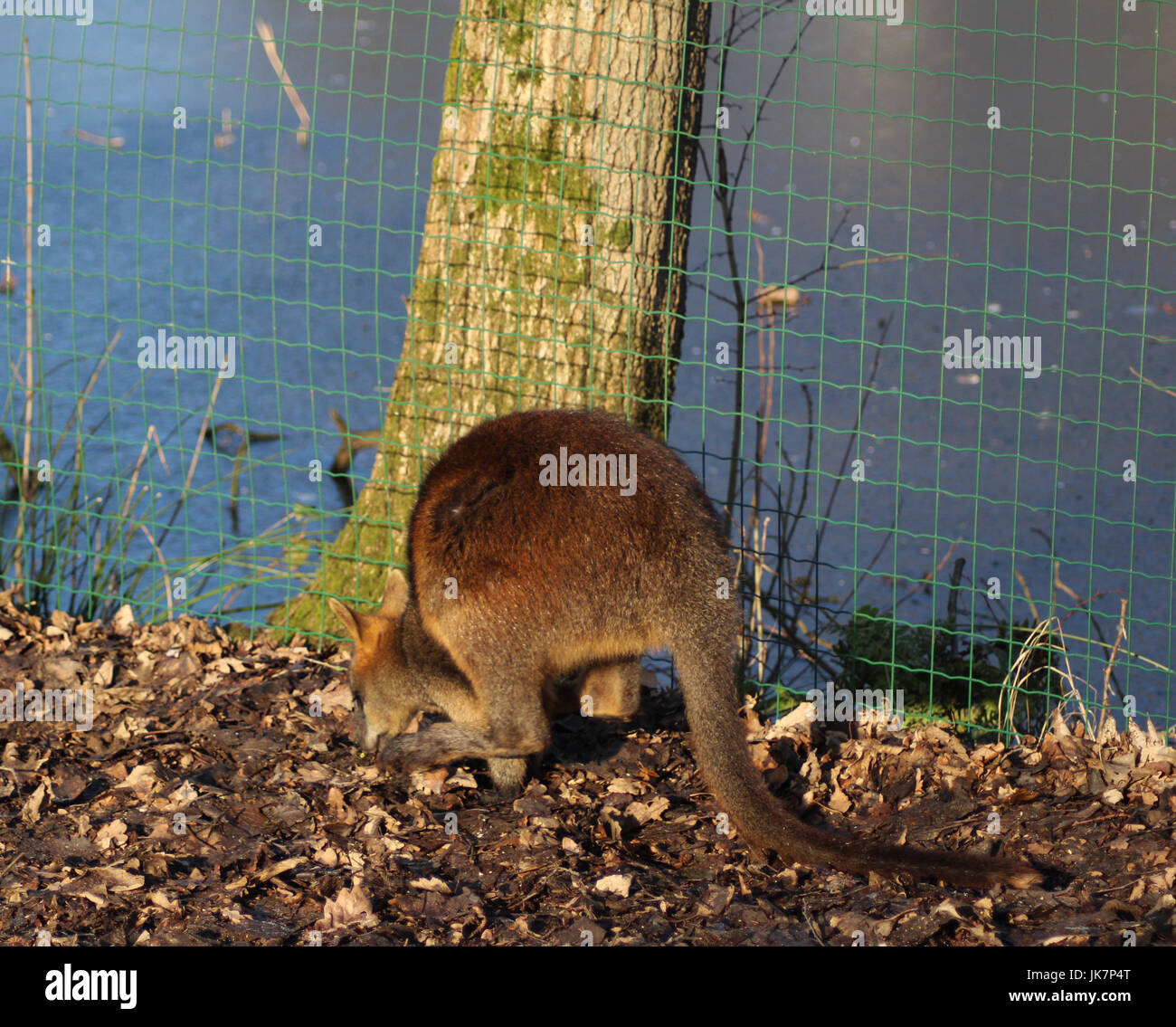 The swamp wallaby (Wallabia bicolor Stock Photo - Alamy