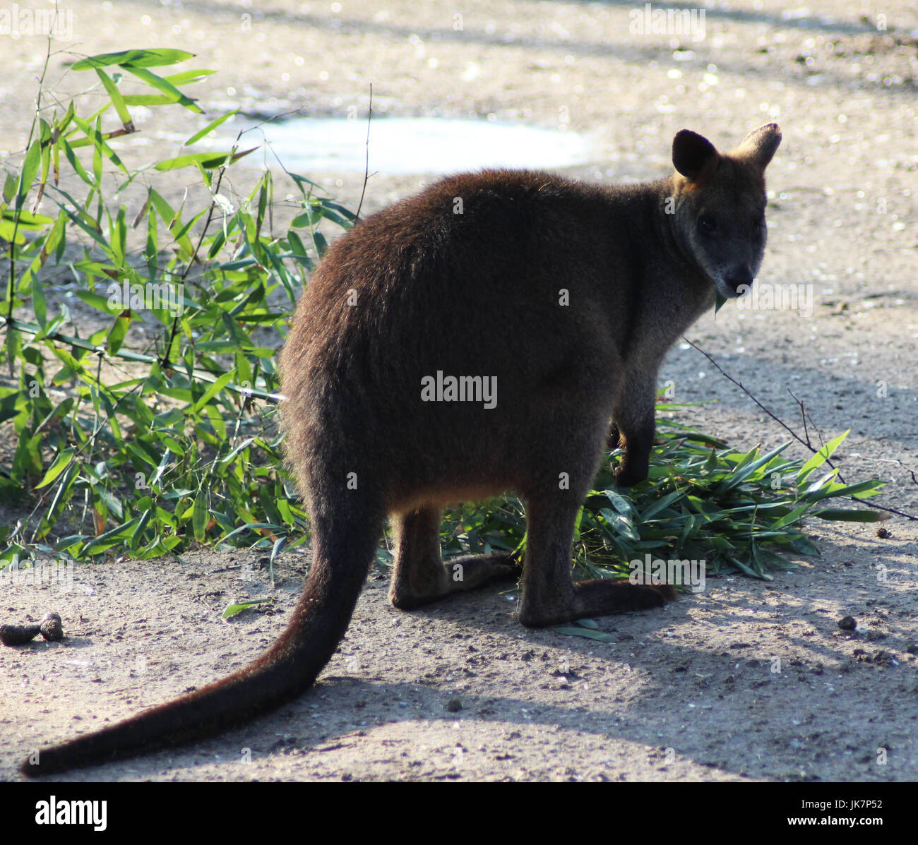 The swamp wallaby (Wallabia bicolor Stock Photo - Alamy