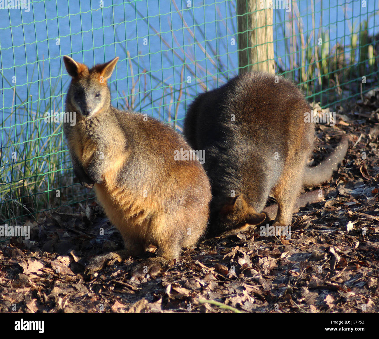 The swamp wallaby (Wallabia bicolor Stock Photo - Alamy