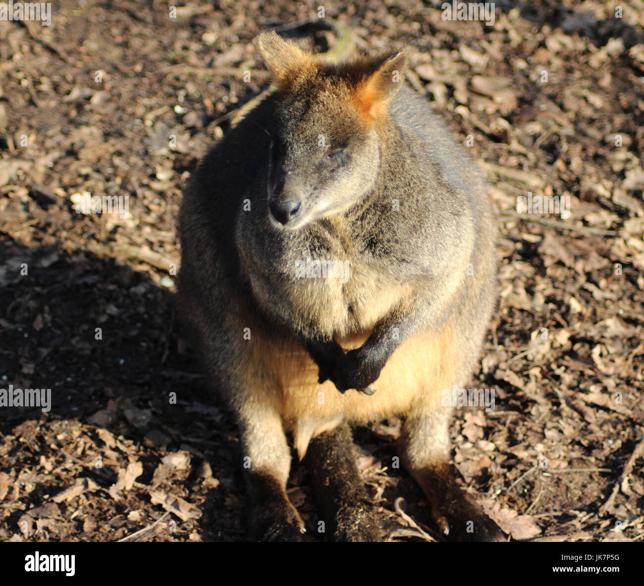 The swamp wallaby (Wallabia bicolor Stock Photo - Alamy