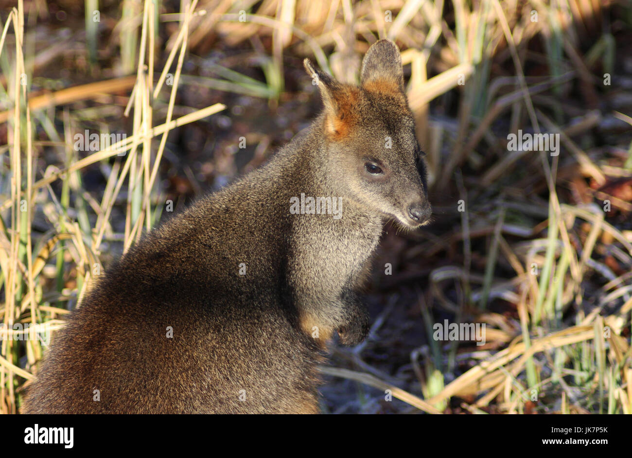 The swamp wallaby (Wallabia bicolor Stock Photo - Alamy