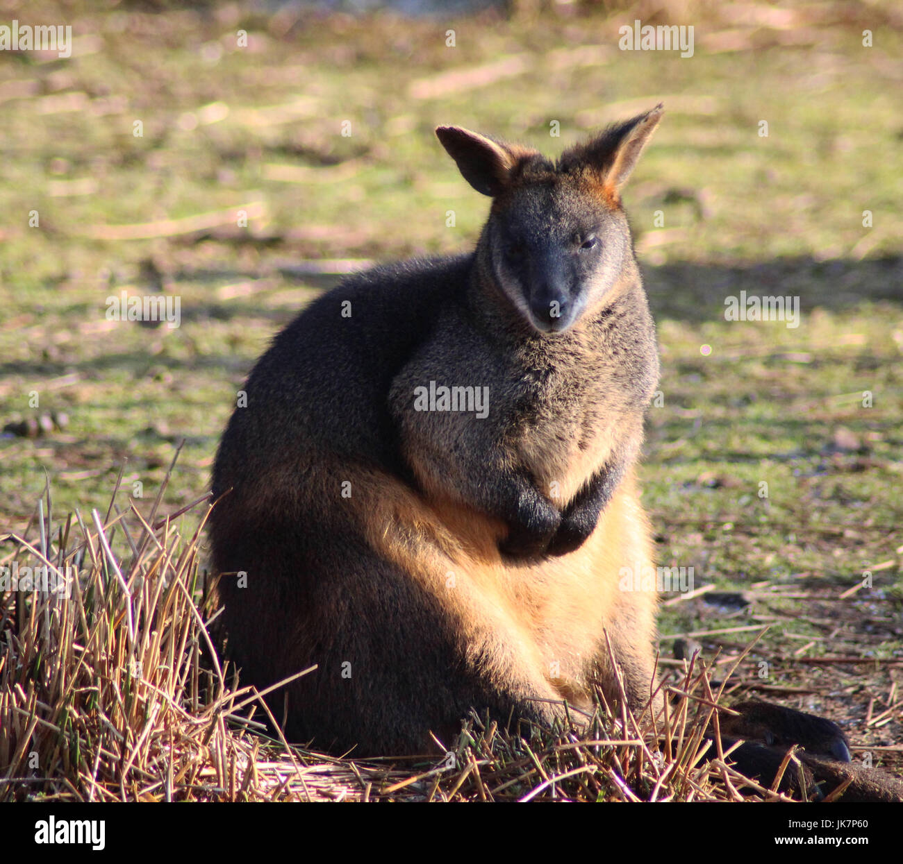 Wallaby ears hi-res stock photography and images - Alamy