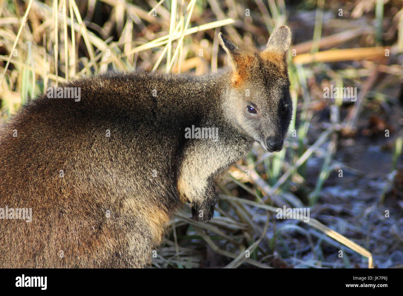 The swamp wallaby (Wallabia bicolor Stock Photo - Alamy