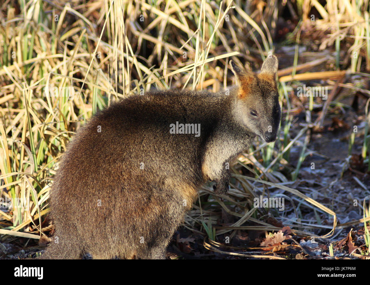 The swamp wallaby (Wallabia bicolor Stock Photo - Alamy