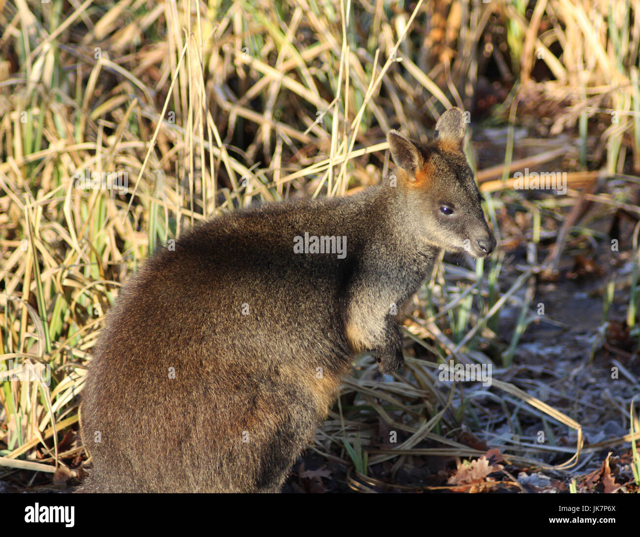 Australian swamp wallaby feeding hi-res stock photography and images ...