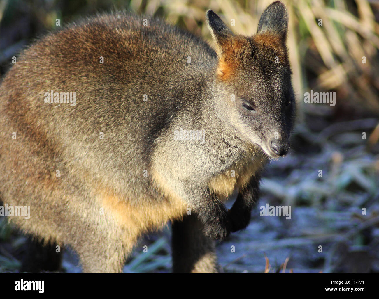 The swamp wallaby (Wallabia bicolor Stock Photo - Alamy