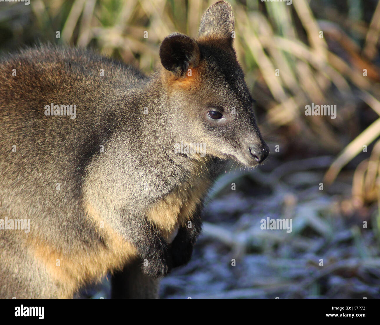 The swamp wallaby (Wallabia bicolor Stock Photo - Alamy