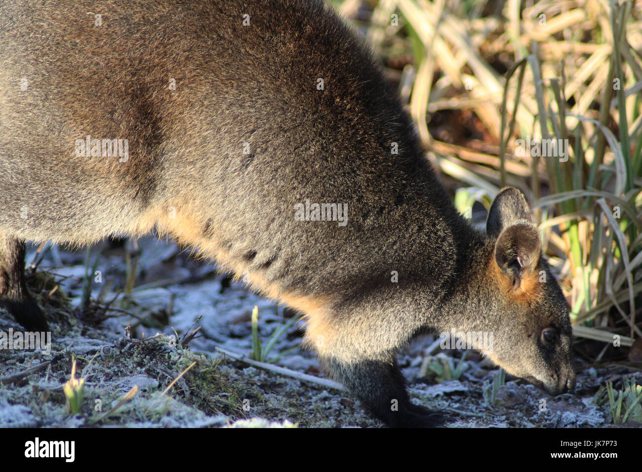 The swamp wallaby (Wallabia bicolor Stock Photo - Alamy