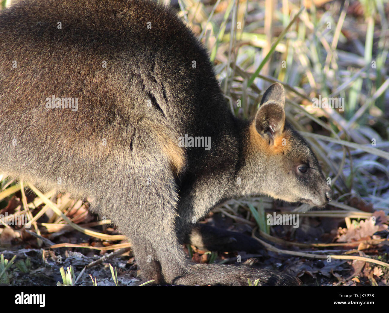 The swamp wallaby (Wallabia bicolor Stock Photo - Alamy