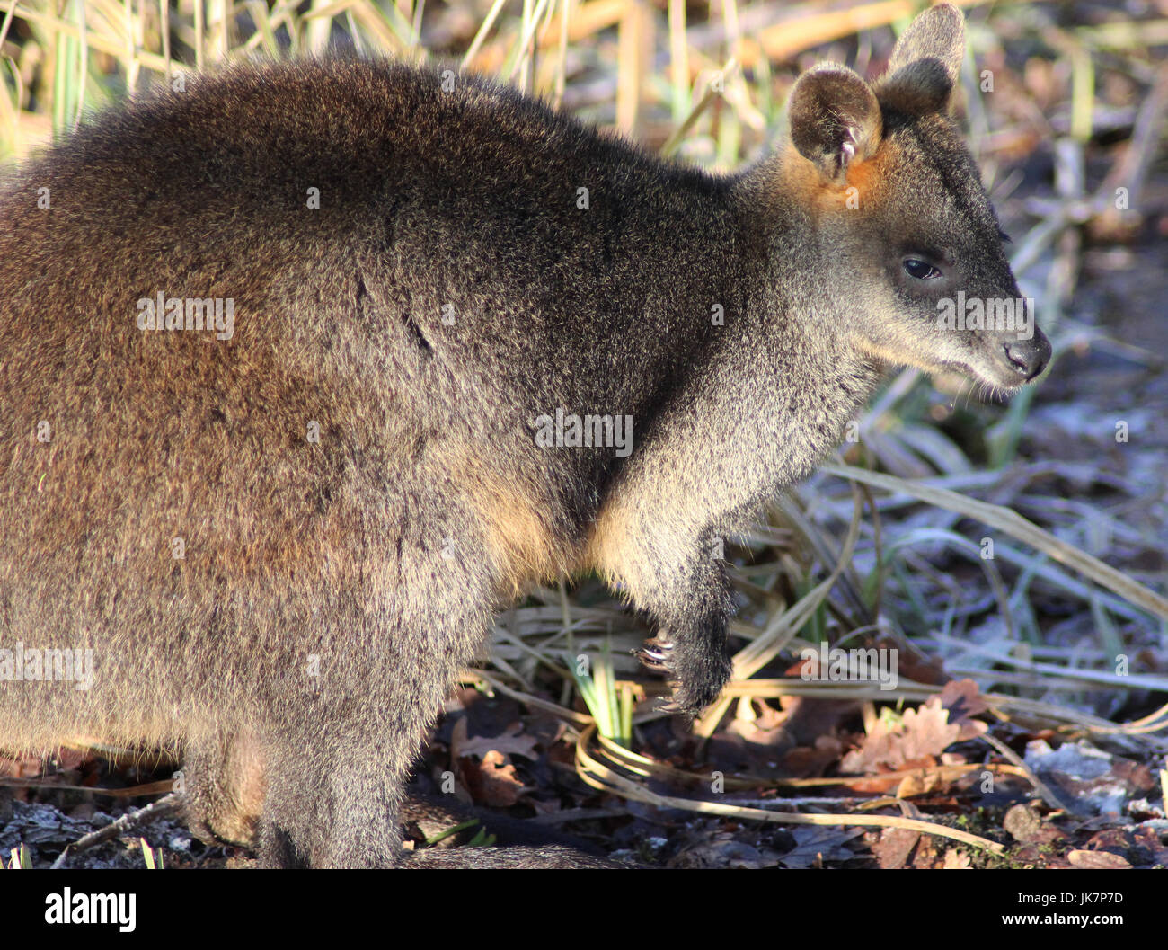 Wallaby close up portrait eating in hi-res stock photography and images ...