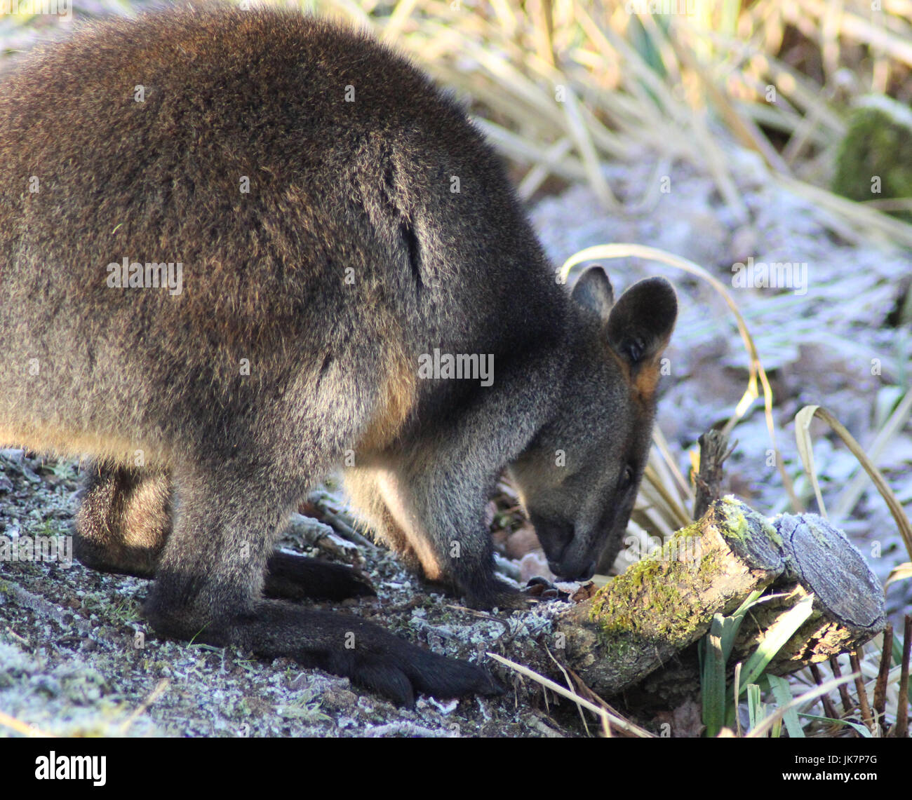 The swamp wallaby (Wallabia bicolor Stock Photo - Alamy