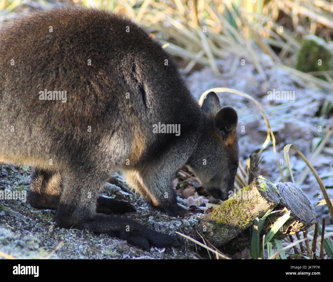 Wallaby Close Up Portrait Eating In High Resolution Stock Photography ...