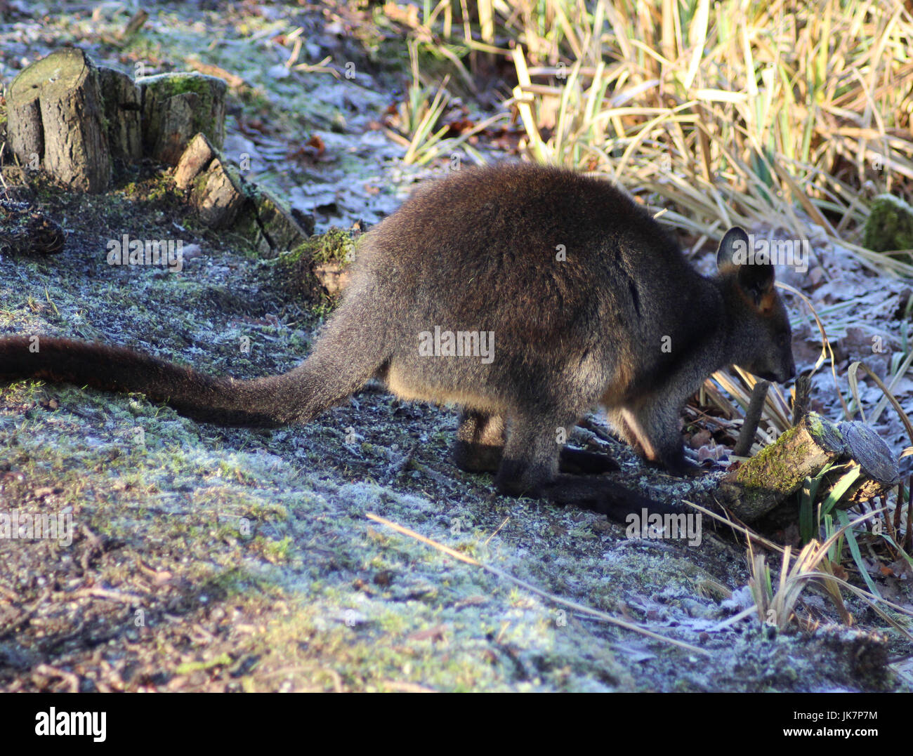 The swamp wallaby (Wallabia bicolor Stock Photo - Alamy