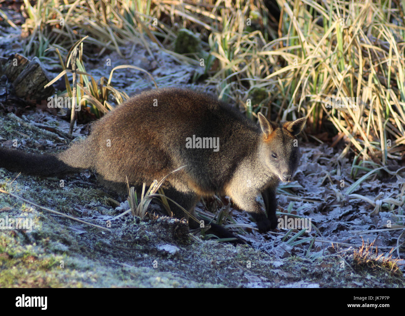 The swamp wallaby (Wallabia bicolor Stock Photo - Alamy
