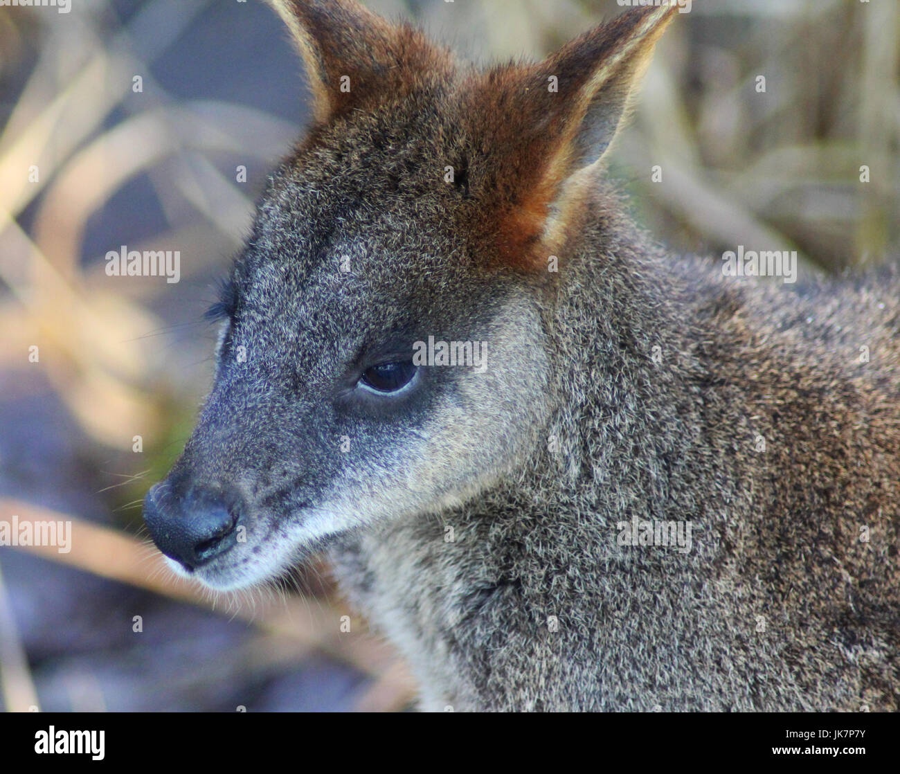 The swamp wallaby (Wallabia bicolor Stock Photo - Alamy