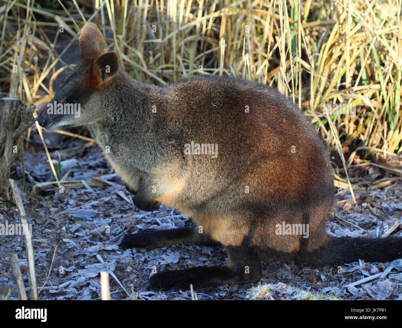 The swamp wallaby (Wallabia bicolor Stock Photo - Alamy