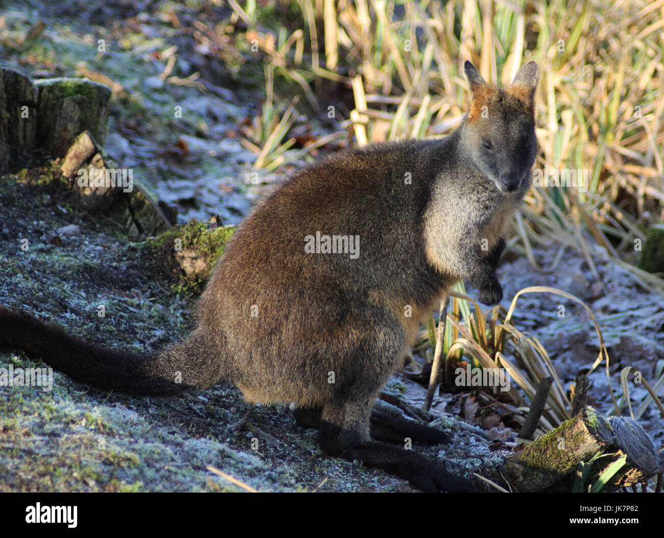 The swamp wallaby (Wallabia bicolor Stock Photo - Alamy