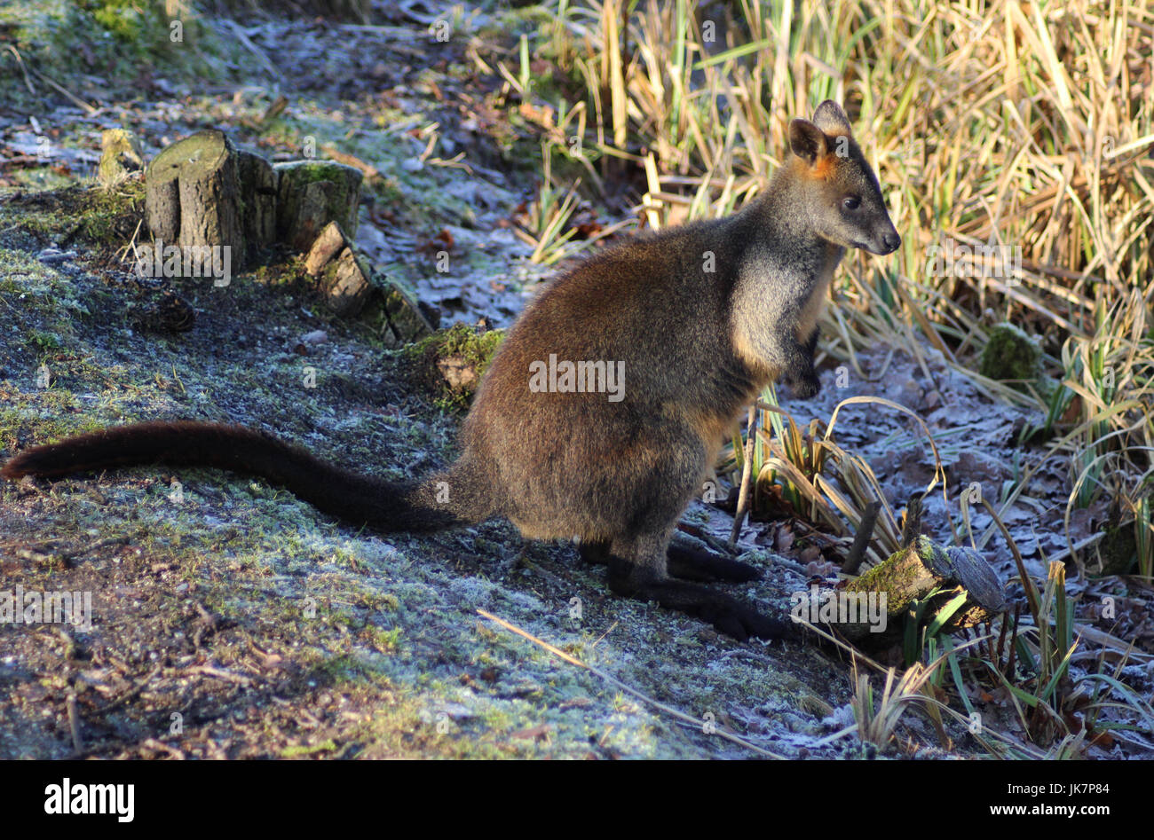 Wallaby ears hi-res stock photography and images - Alamy