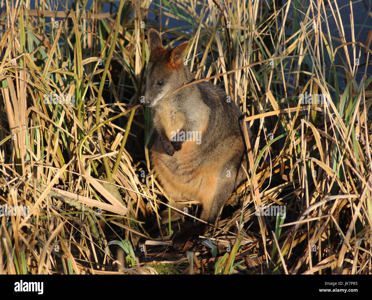 The swamp wallaby (Wallabia bicolor Stock Photo - Alamy