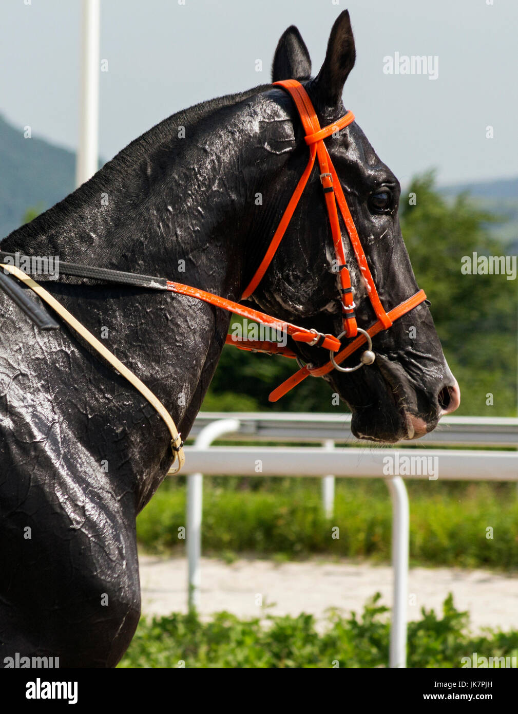 Beautiful akhal-teke horse in the summer day Stock Photo - Alamy