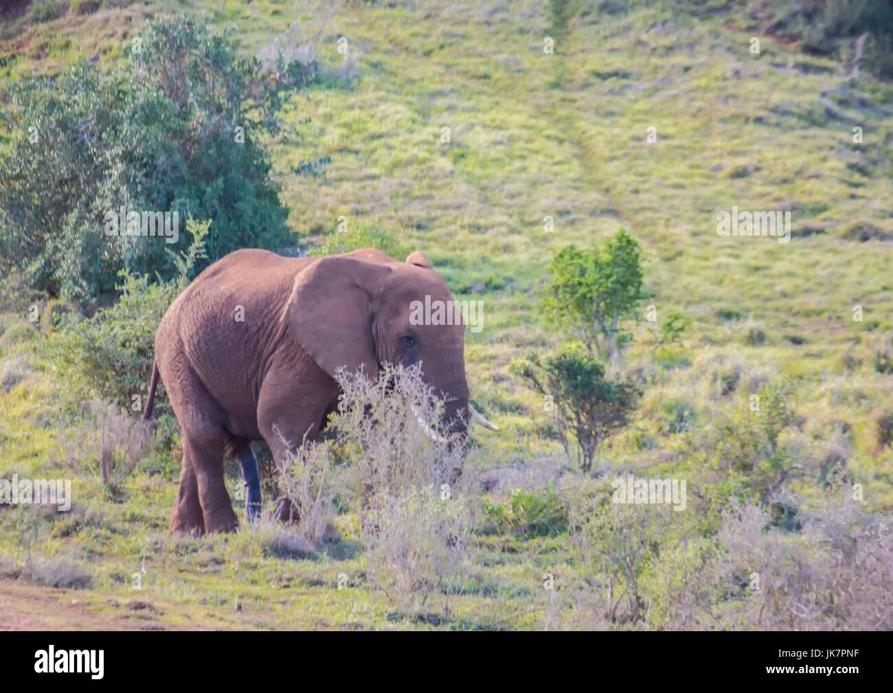 Wild living african Elephants at Addo Elephant Park in South Africa in ...