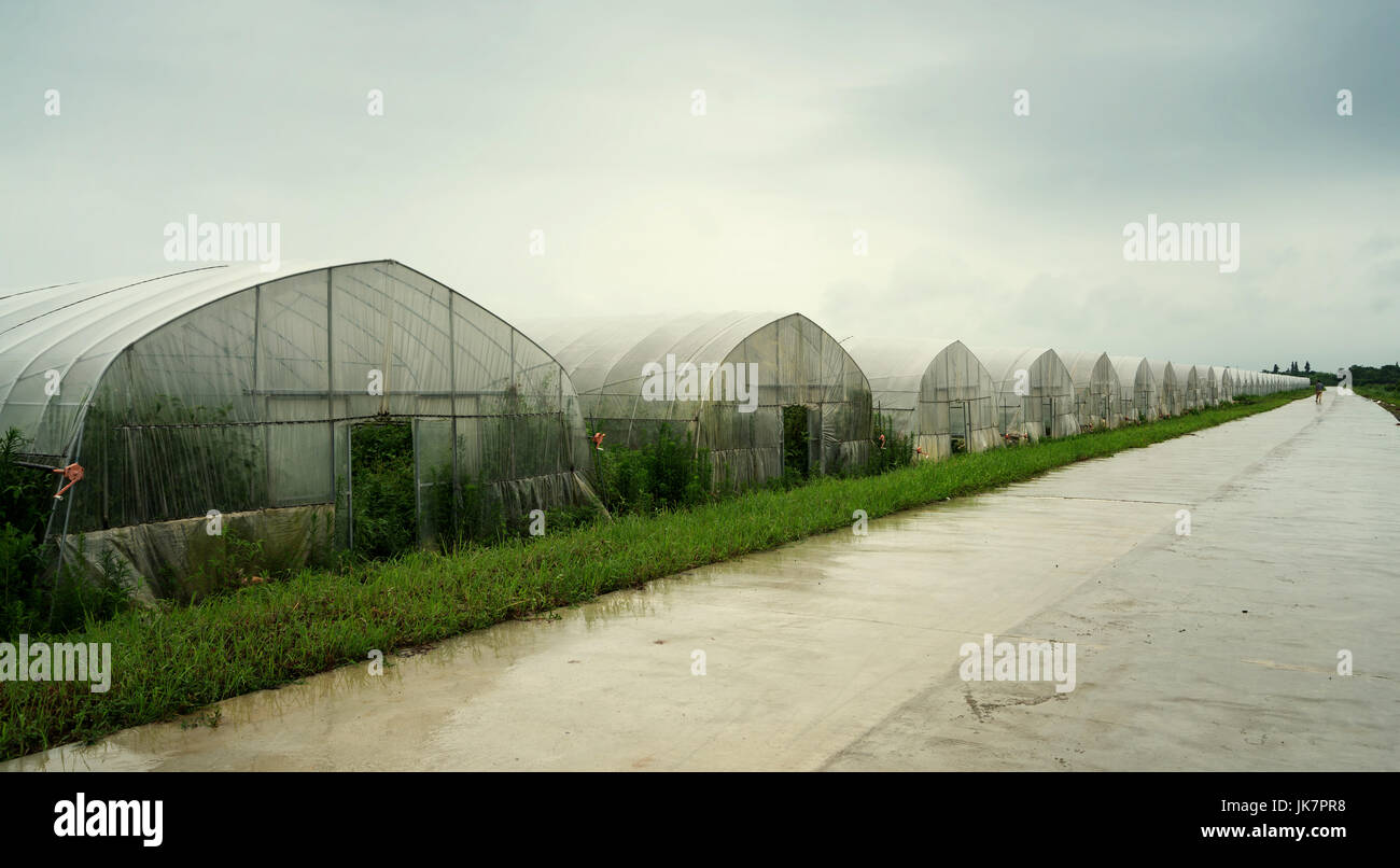 Heavy rain in the farm, even into a vegetable greenhouse Stock Photo ...