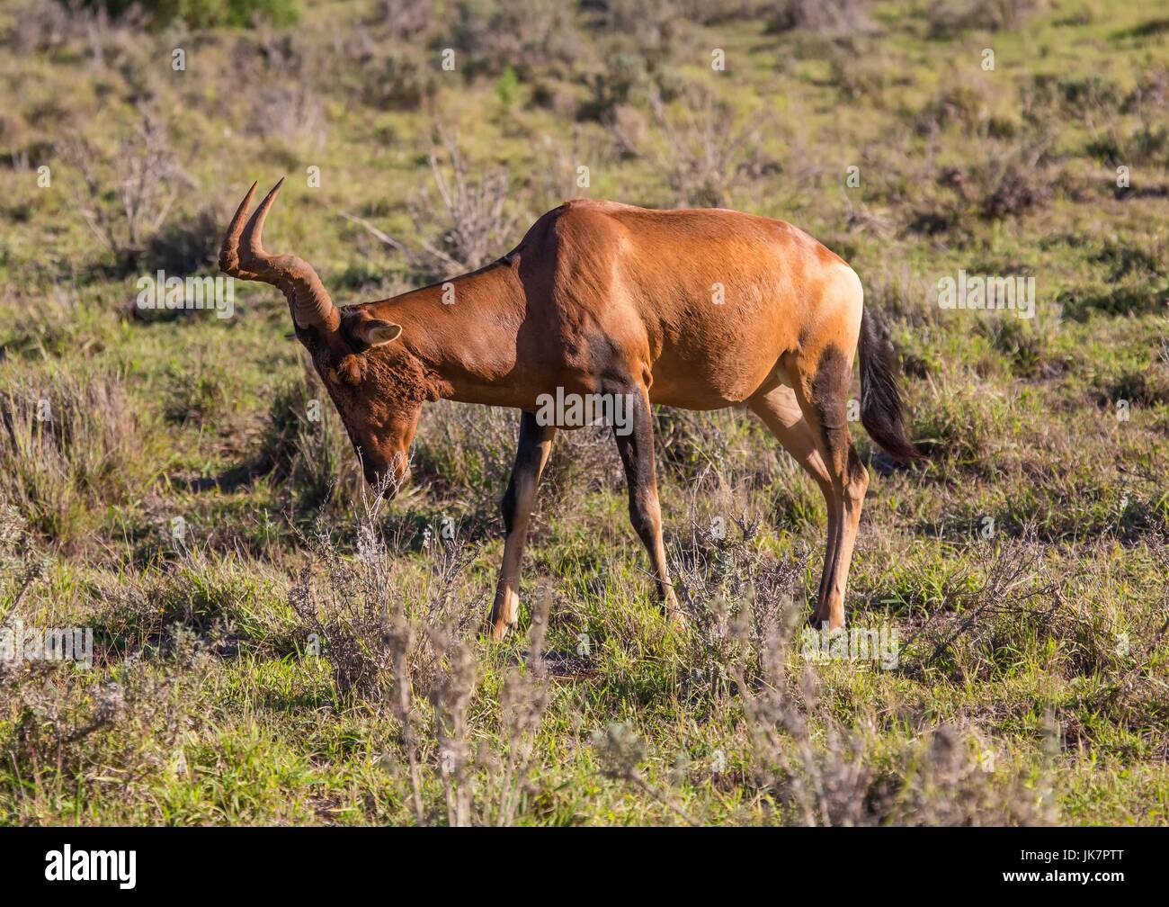 Wild living Red Hartebeests at Addo Elephant Park in South Africa in ...